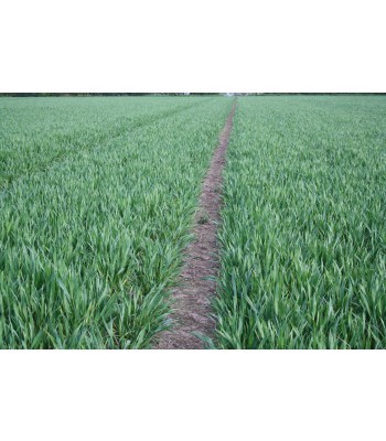 - Feed Wheat - Woodburning & Multifuel Stoves - I&S Stoves