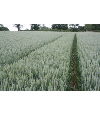 - Feed Wheat - Woodburning & Multifuel Stoves - I&S Stoves